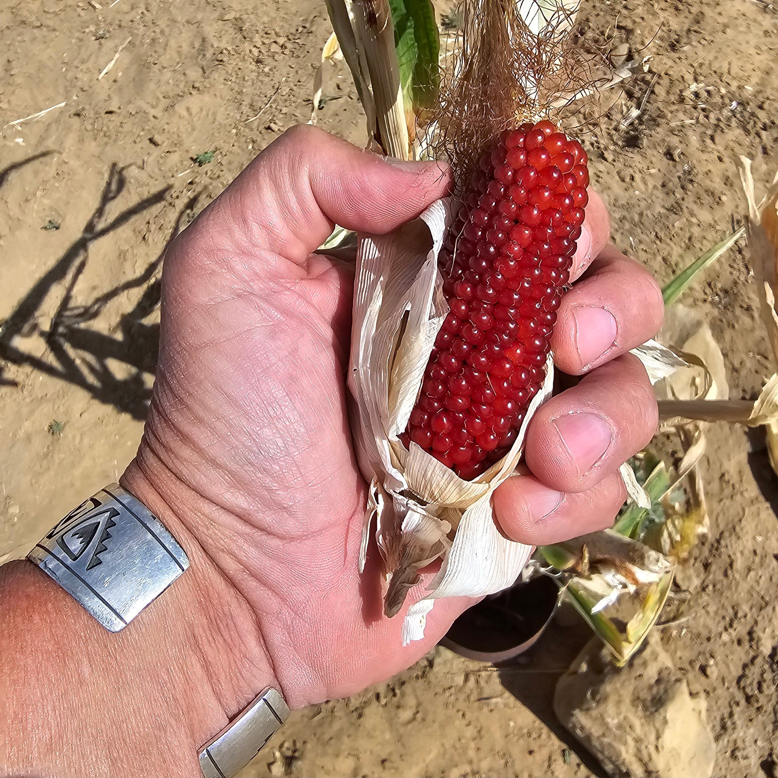 What 800-Year-Old Seeds and a Hopi Dryland Farmer Teach Us About ...